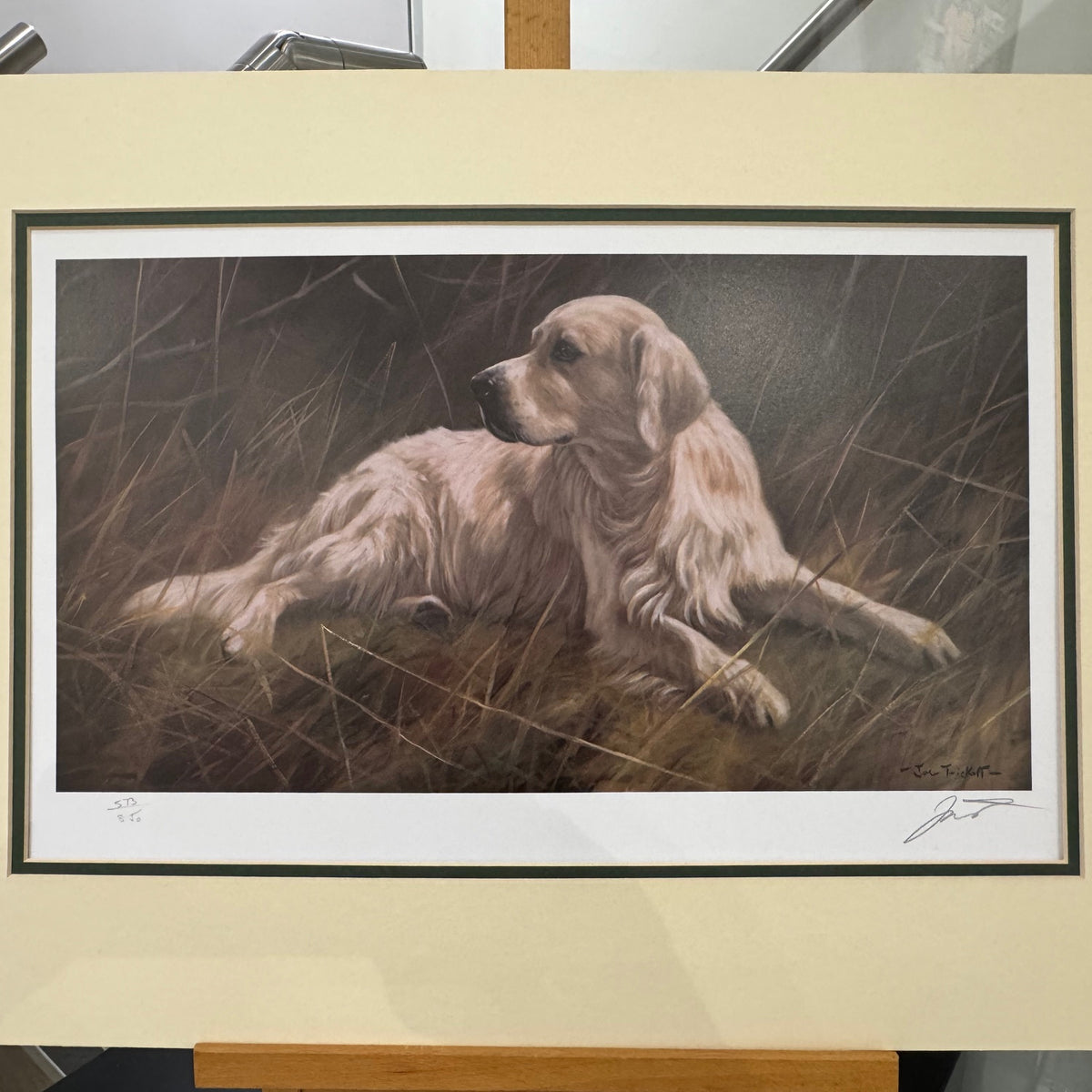 Golden Retriever – Chelmer Fine Art