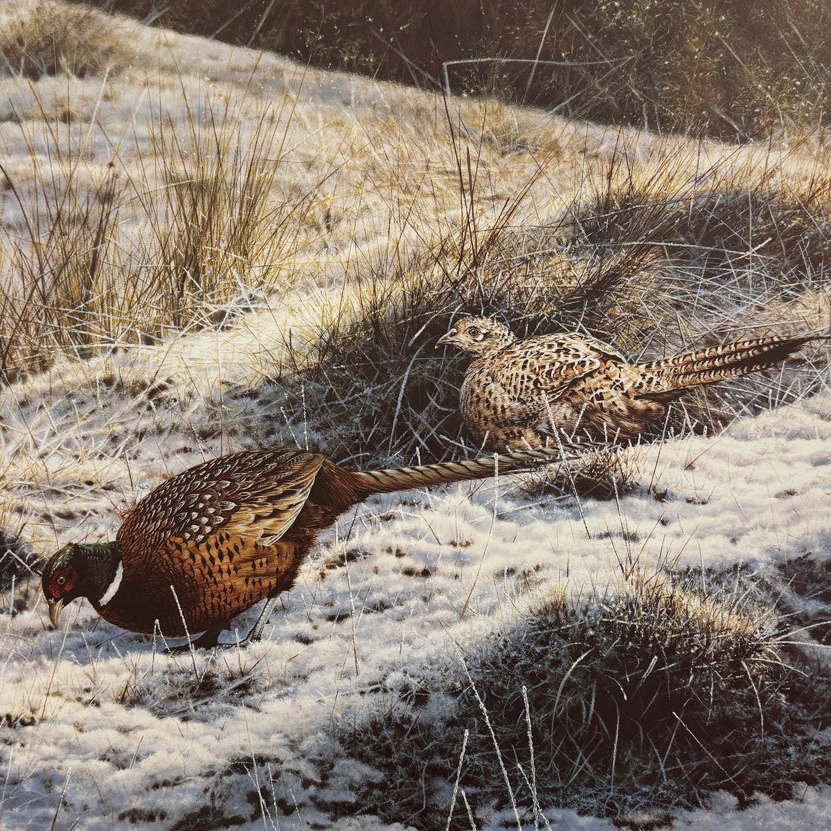 Pheasants First Fall – Chelmer Fine Art